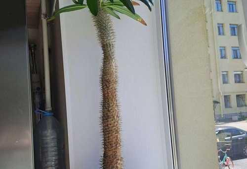 Мадагаскарская пальма (пахиподиум)