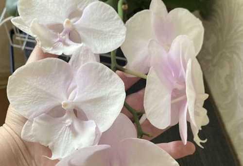 Орхидея фаленопсис Биг лип