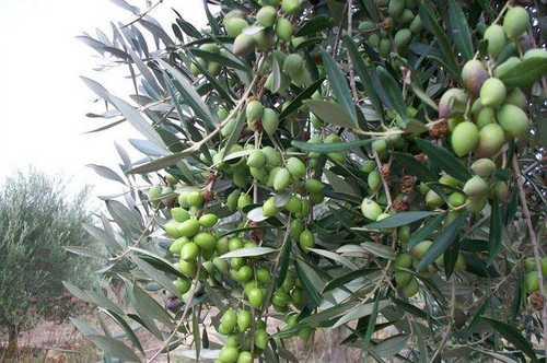 Семена оливкового дерева(маслина европейская) и др