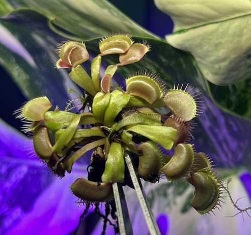 Венерина мухоловка (Dionaea muscipula)