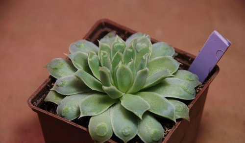 Echeveria Heart Choice