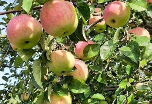Эко-Груши и Яблоки саженцы и плоды