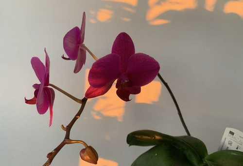 Орхидея фаленопсис (Нидерланды) взрослая