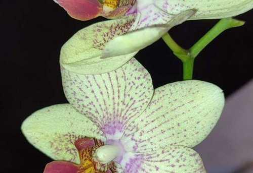 Орхидея Майя