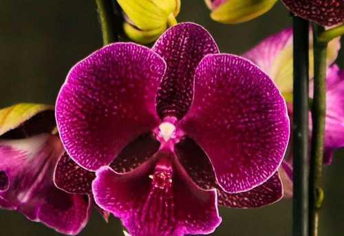 Орхидея Фаленопсис Биг Лип Raspberry Wine 2 ст