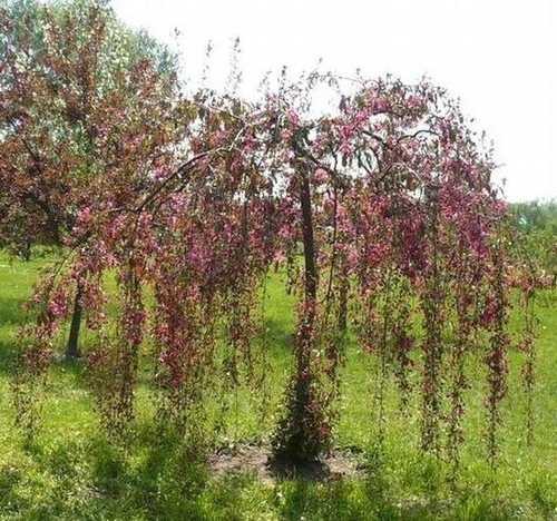 Яблоня плакучая оптом саженцы