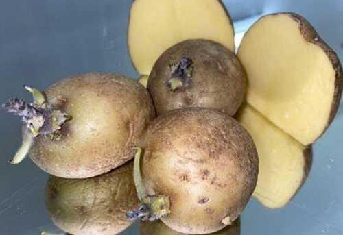 Картошка семенная