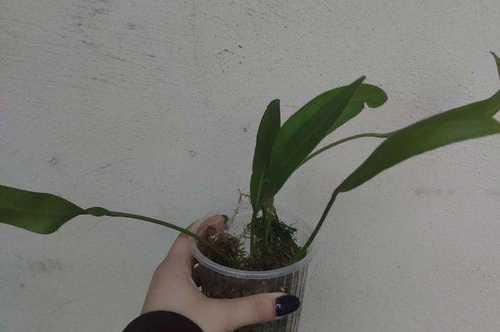Антуриум vittarifolium