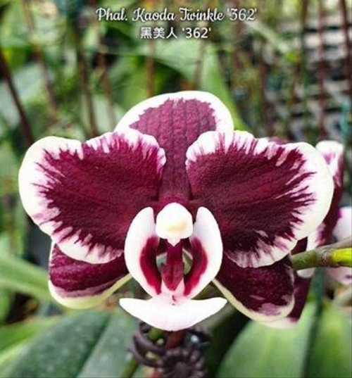 Орхидея Phal. Kaoda Twinkle '362'