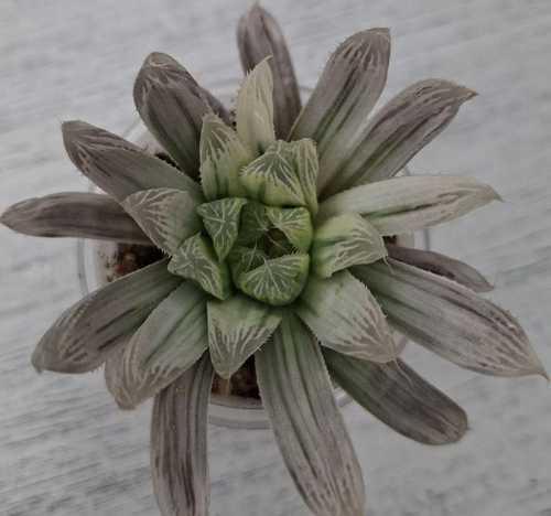 Haworthia cooperi cv.Bryan Makin и др