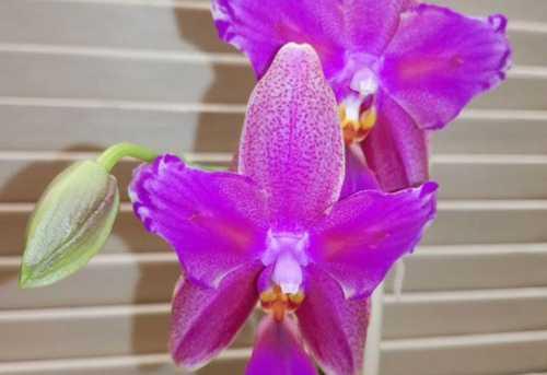 Орхидея Лиодоро пелорик ароматная цветущая
