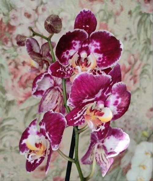Орхидея фаленопсис Бернадетта