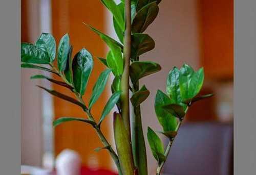 Растение Замиокулькас (долларовое дерево)