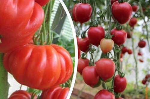 Семена сортовых томатов от Мязиной