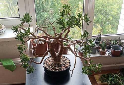 Crassula/Денежное дерево/Толстянка/Хоббит