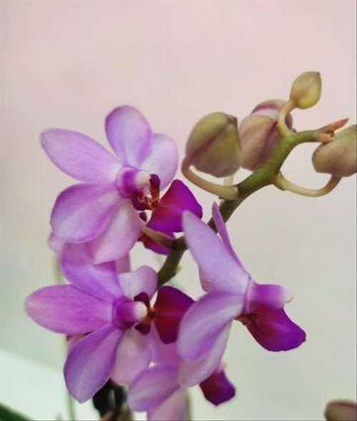 Орхидея Льюис Бери