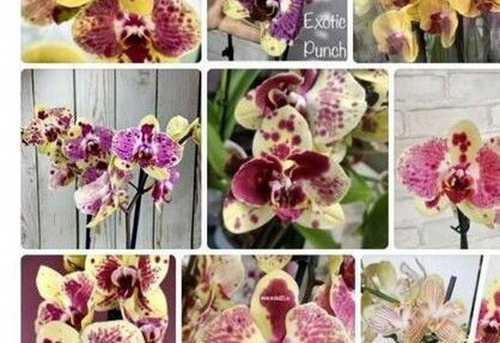 Орхидея exotic punch
