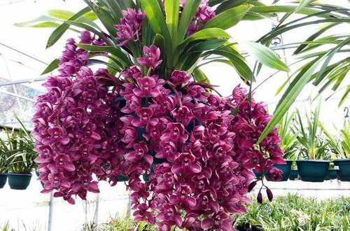 Цимбидиум орхидеи с доставкой