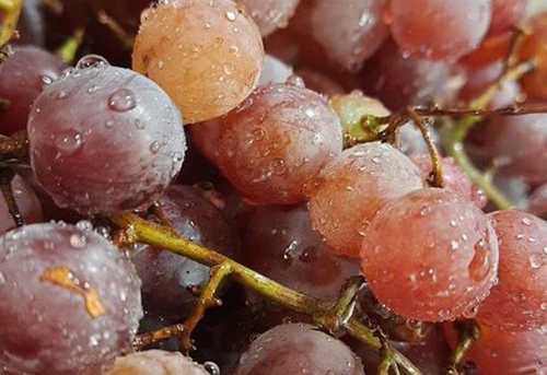 Саженцы и черенки винограда Молдова