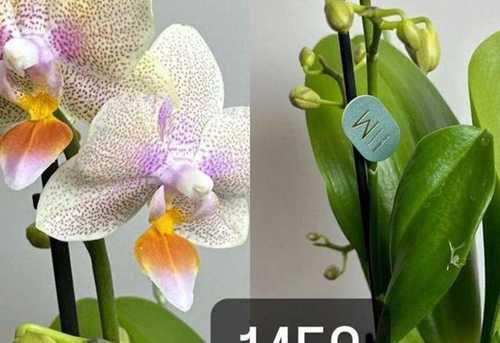 Орхидея Tiny Melissa ароматная