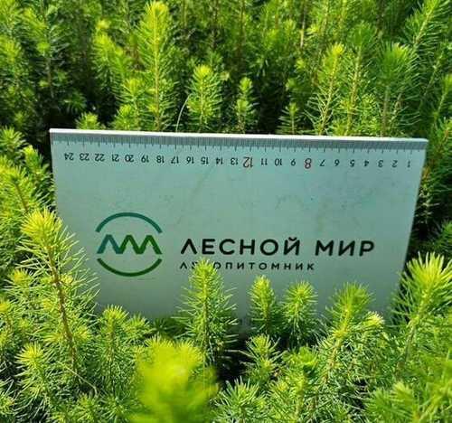 Сеянцы зкс окс ель сосна