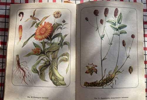 Книга Растения в медицине