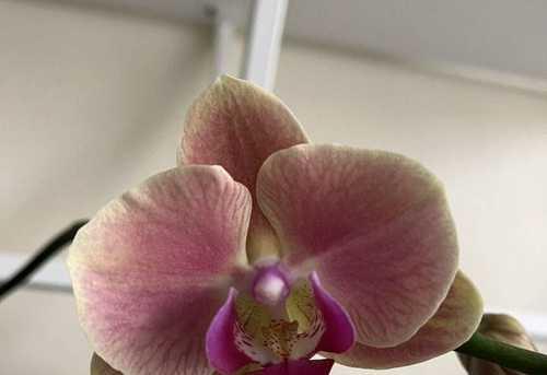 Орхидея фаленопсис Felicija