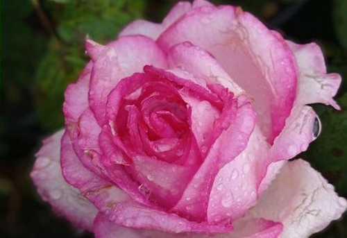 Саженцы роз сорт Белла Вита