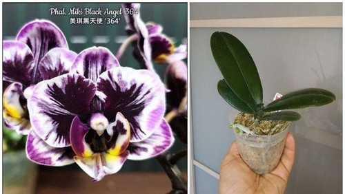 Азиатская орхидея подростки нецветущие