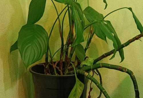 Спатифиллум Уоллиса комнатное растение