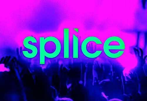 Splice Sound+ семплы звуки 3 месяца +Antares Duo