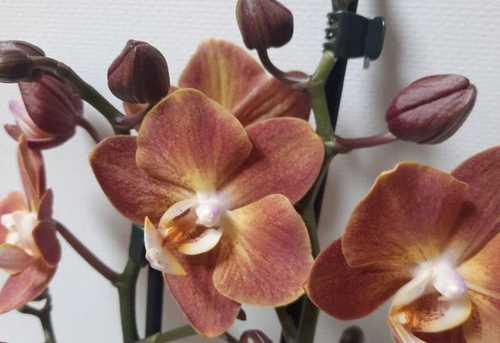 Орхидея Горизонт