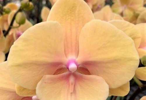 Орхидея фаленопсис 1690