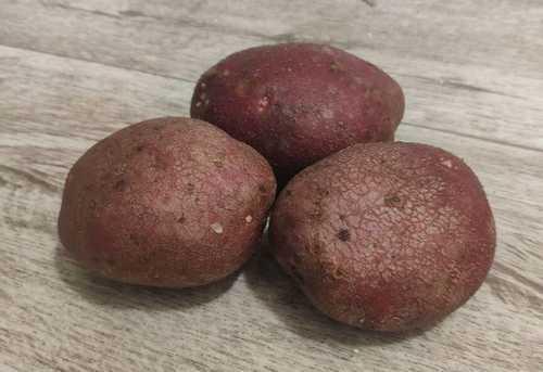 Картофель семенной для бедных почв
