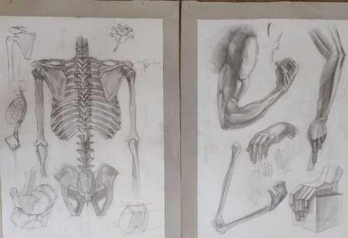 Учебный рисунок анатомия