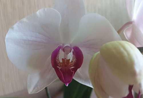 Орхидея фаленопсис Денвер