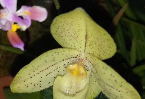 Орхидея пафиопедилум конколор