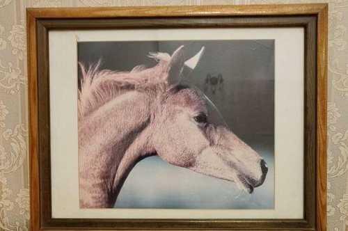 Картина в раме, лошадь. фото 46х35