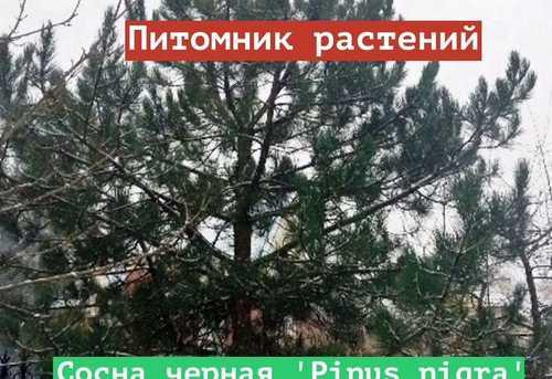 Сосна черная Pinus nigra Оптом из питомника