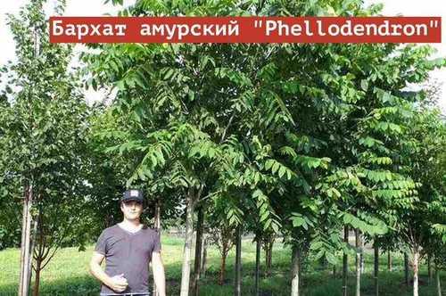 Бархат амурский Phellodendron о/с 8-10 300-350