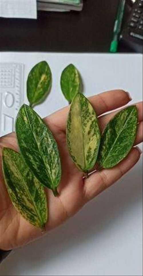 Замиокулькас вариегатный Short leaf