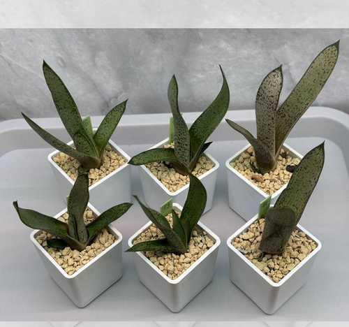 Суккулент гастерия, succulent gasteria