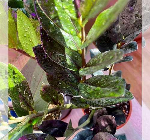 Замиокулькас Zamioculcas Blaсk Raven Равен Черный