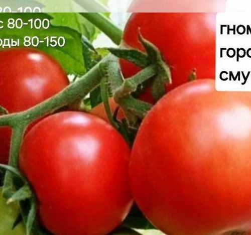 Семена томатов гномы