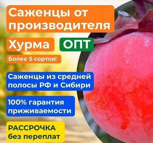 Саженцы хурмы. Опт с доставкой по РФ