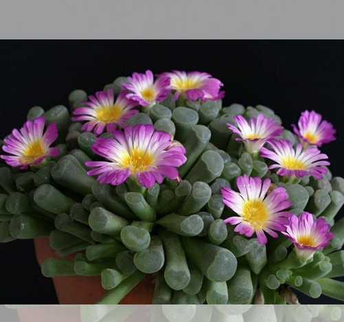 Суккулент frithia pulchra