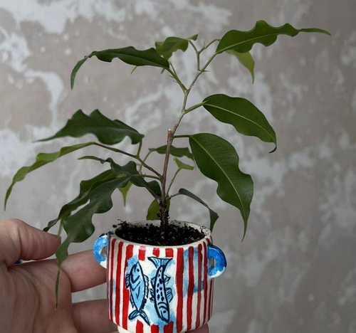 Фикус