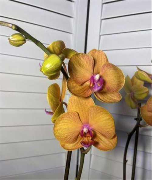 Орхидея фаленопсис Тамара