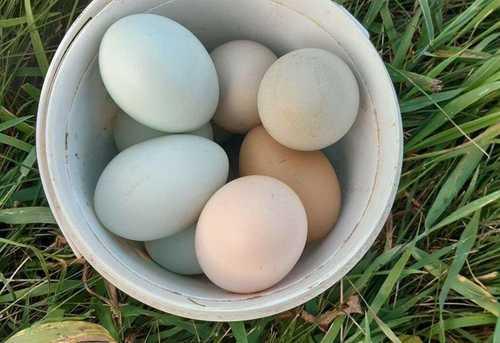 Домашние куриные яйца (10шт)