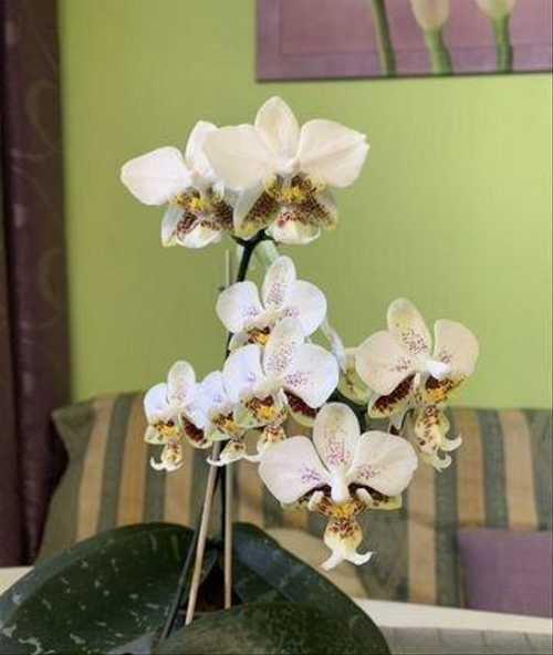 Орхидея Phal. Stuartiana tipo